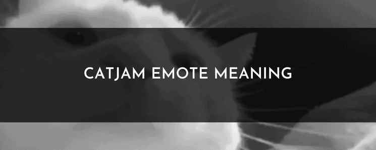 catJAM Emote Meaning and Origin | StreamerStartup